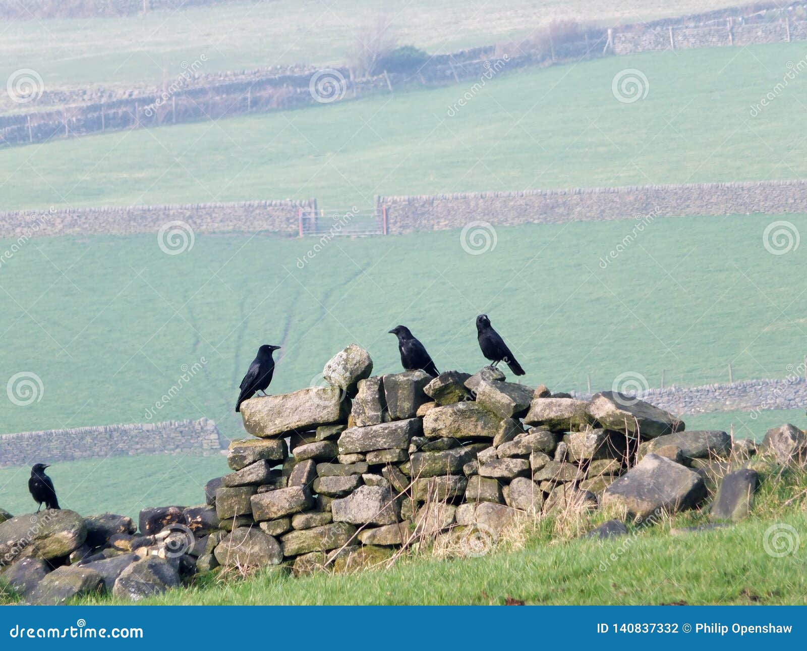 Four Crows Perched on an Old Stone Wall in a Field with Green Hillside ...