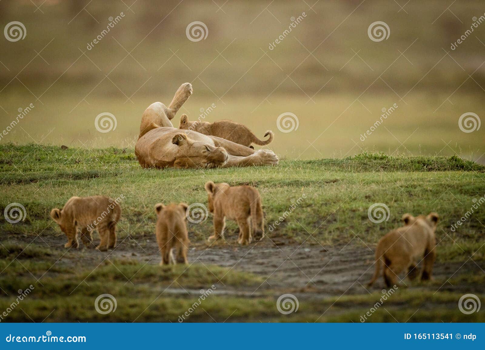 Four Cubs Approach Lioness Nursing on Back Stock Image - Image of ...