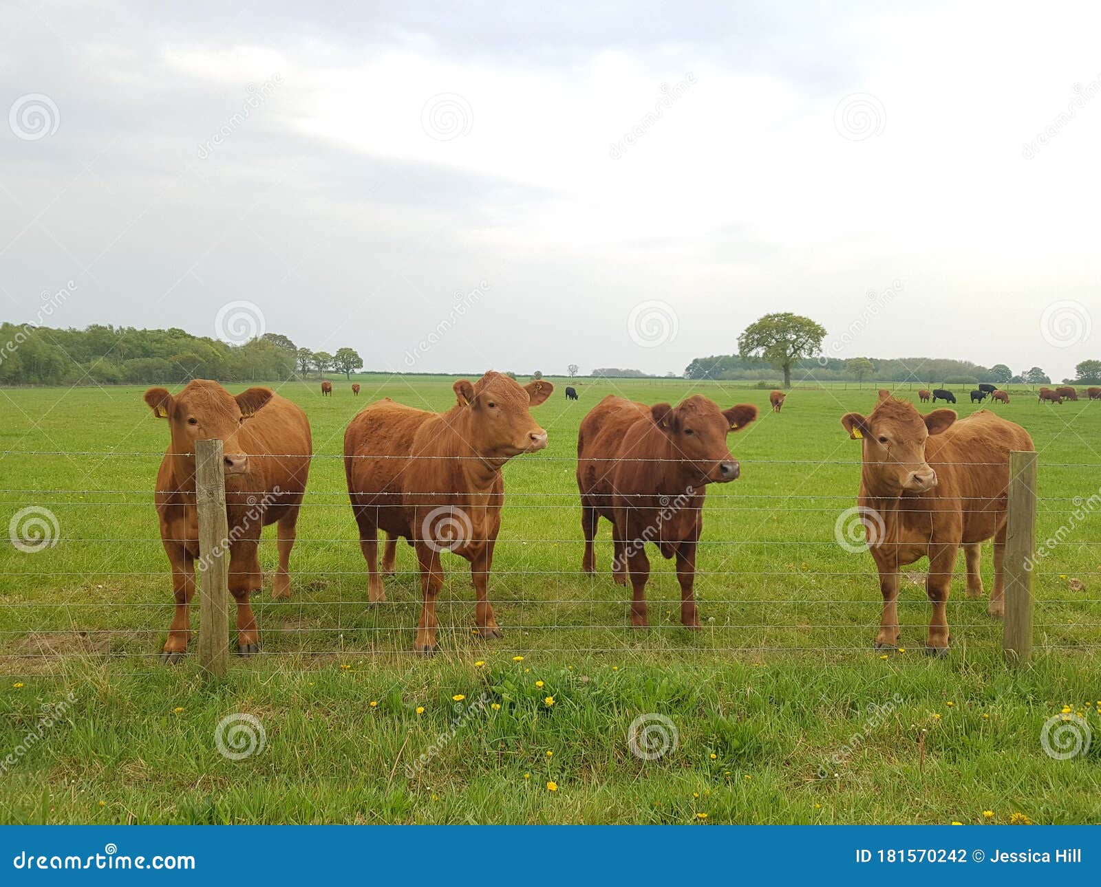 Four Curious Cows stock photo. Image of milk, cows, curious - 181570242