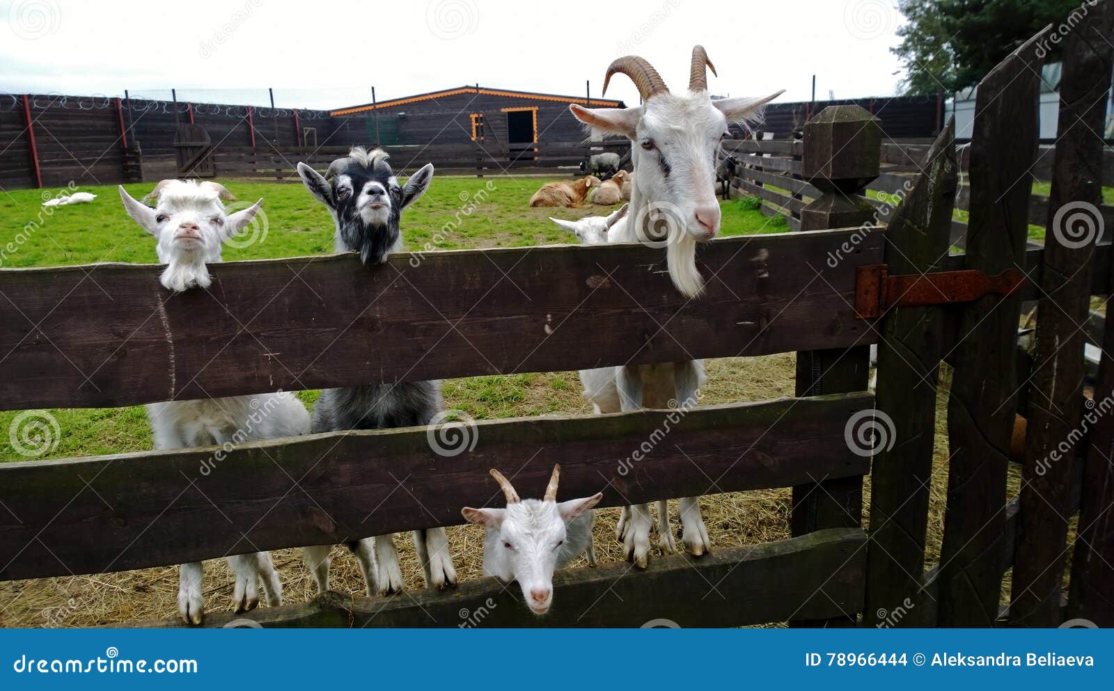 Four curious goats stock photo. Image of animal, summer - 78966444