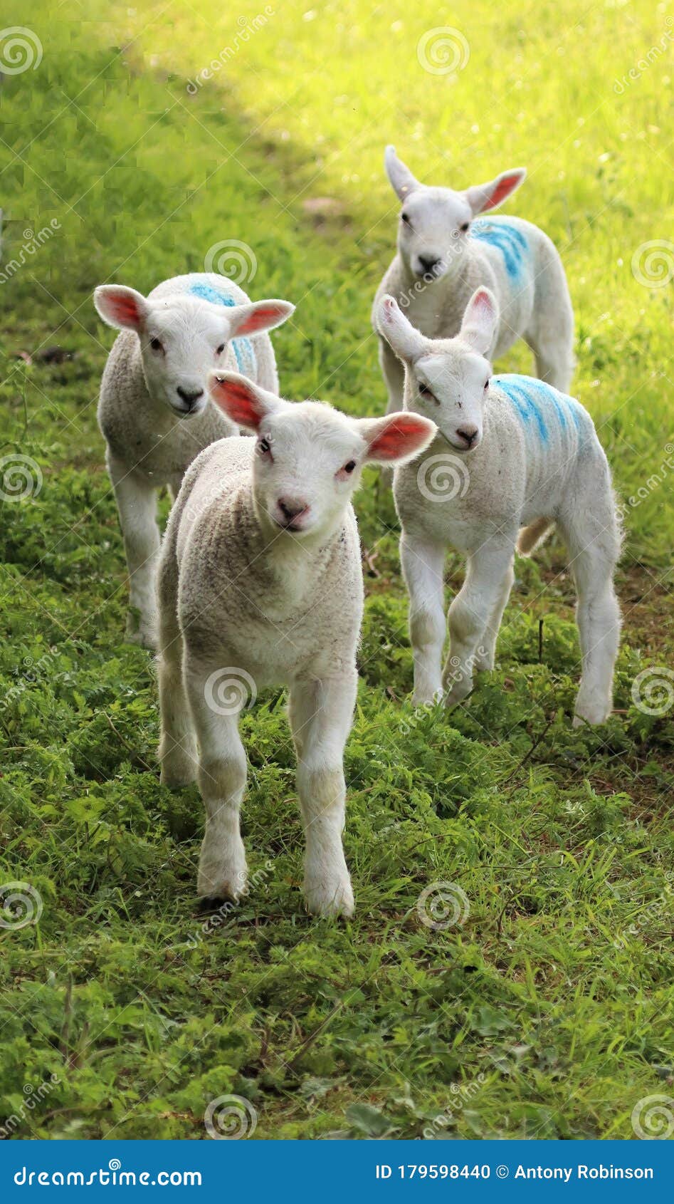 Four Curious Lambs in a Field Stock Photo - Image of lambs, countryside ...
