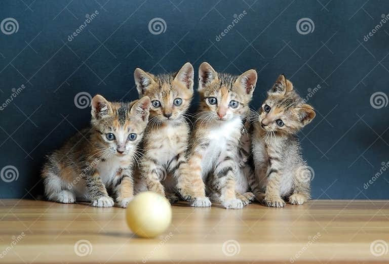 Four cute cats stock image. Image of white, backgrounds - 20650677