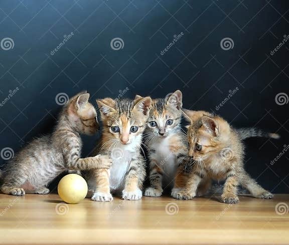 Four cute cats stock photo. Image of bright, stratagem - 20687192