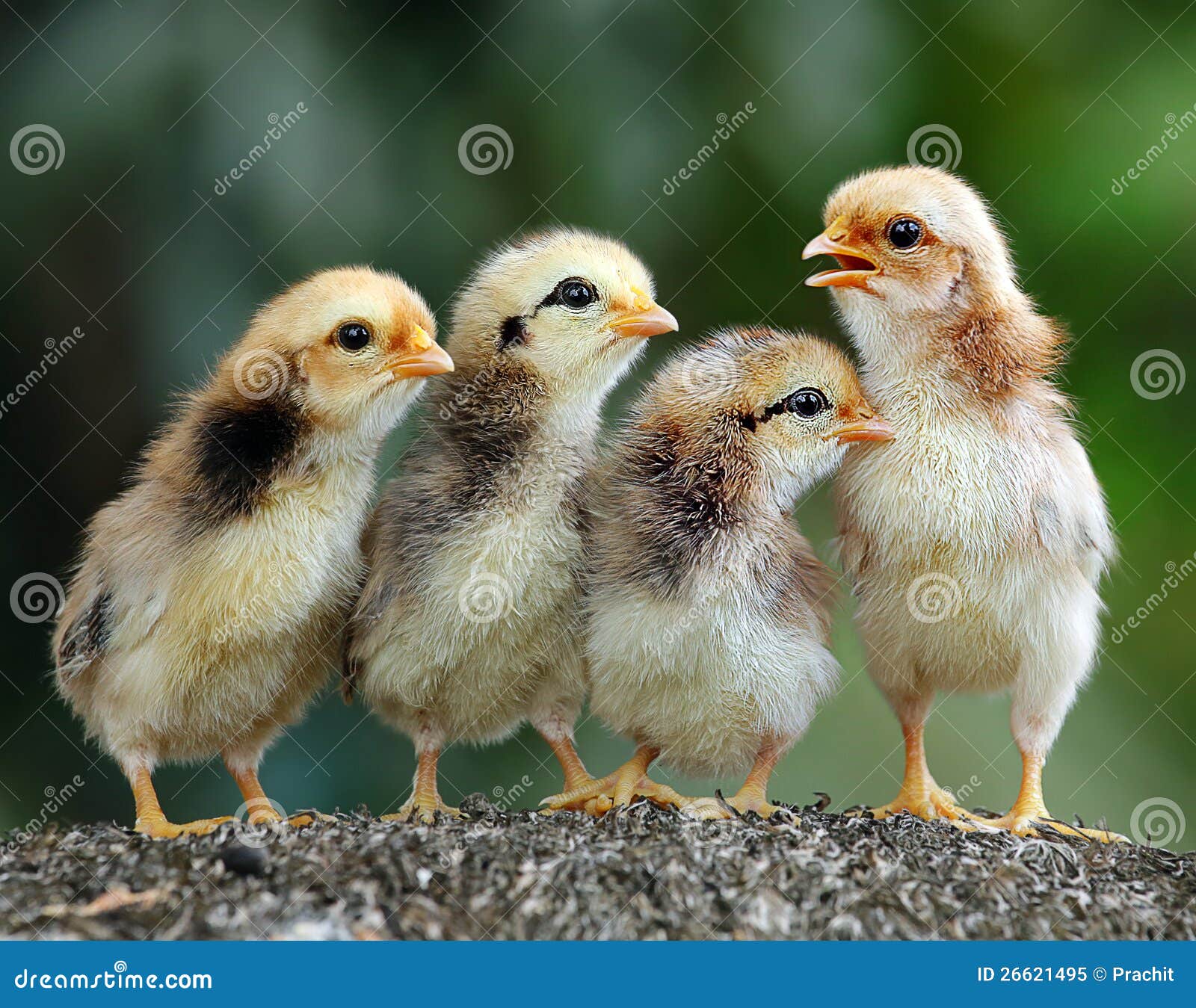 Four of cute chicks stock image. Image of animal, lovely - 26621495