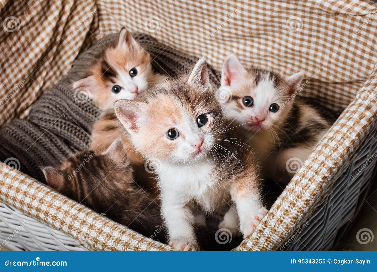 Four cute kitten stock image. Image of group, sitting - 95343255