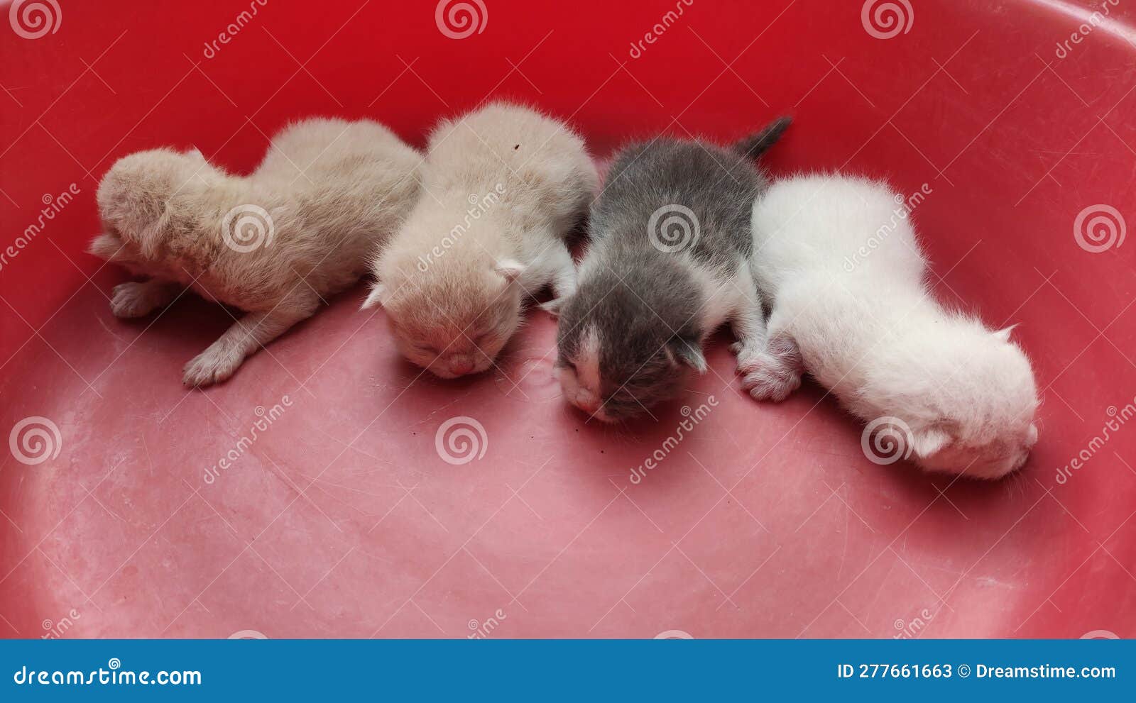 Four Cute Kittens are in a Bucket Stock Image - Image of four, cutecat ...