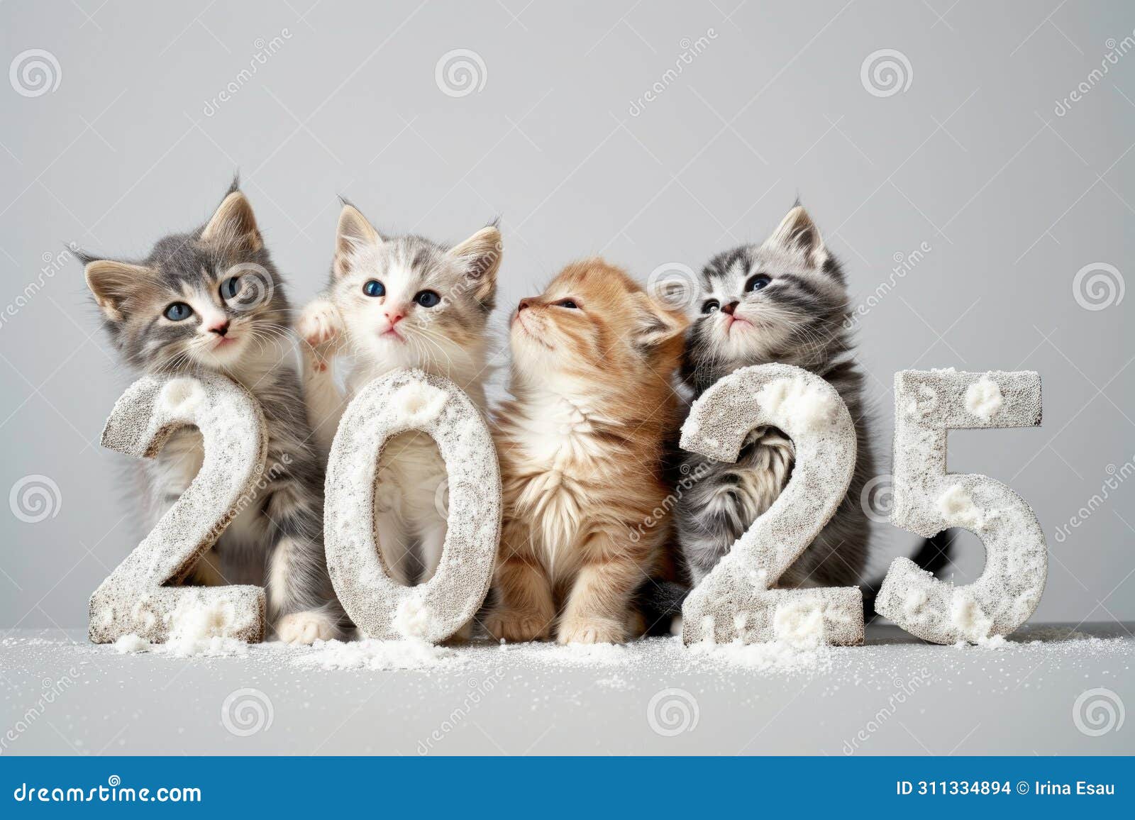 Four Cute Kittens with Numbers 2025 Stock Photo - Image of curious ...