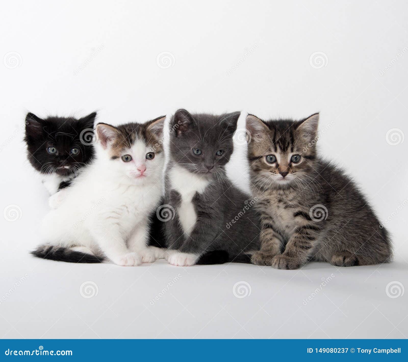 Four cute kittens on white stock image. Image of mammal - 149080237