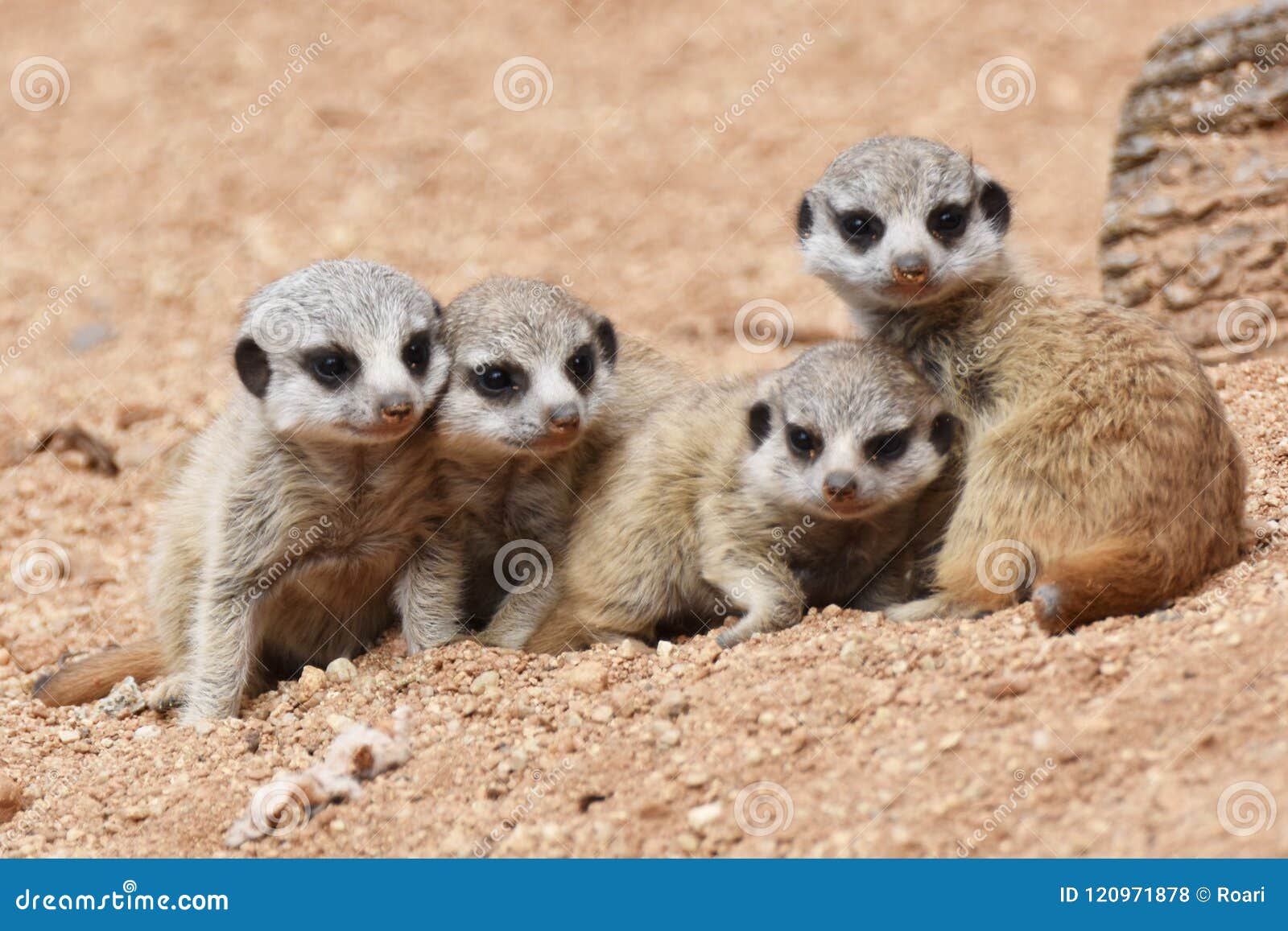 Four Cute Meerkat Puppies are Looking Stock Photo - Image of photograph ...
