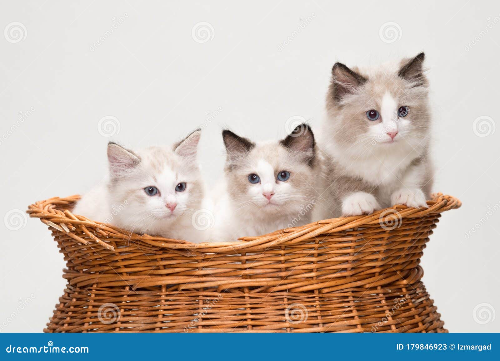 Four Cute Ragdoll Kittens in a Basket Stock Image - Image of animal ...