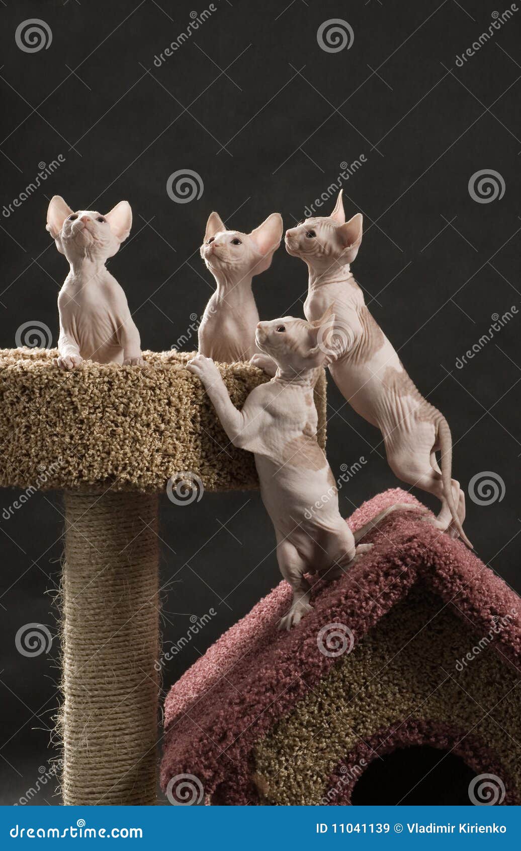 Four Cute Sphynx Kitten Royalty-Free Stock Photography | CartoonDealer ...