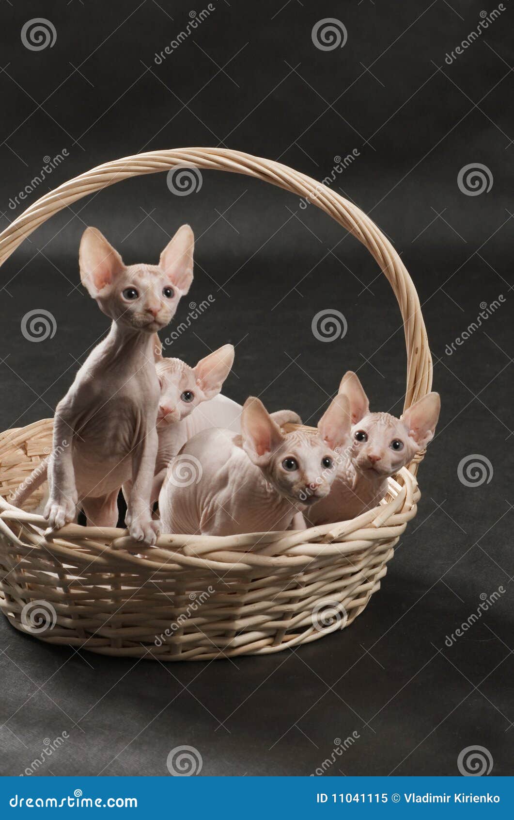 Four Cute Sphynx Kitten Royalty-Free Stock Photography | CartoonDealer ...