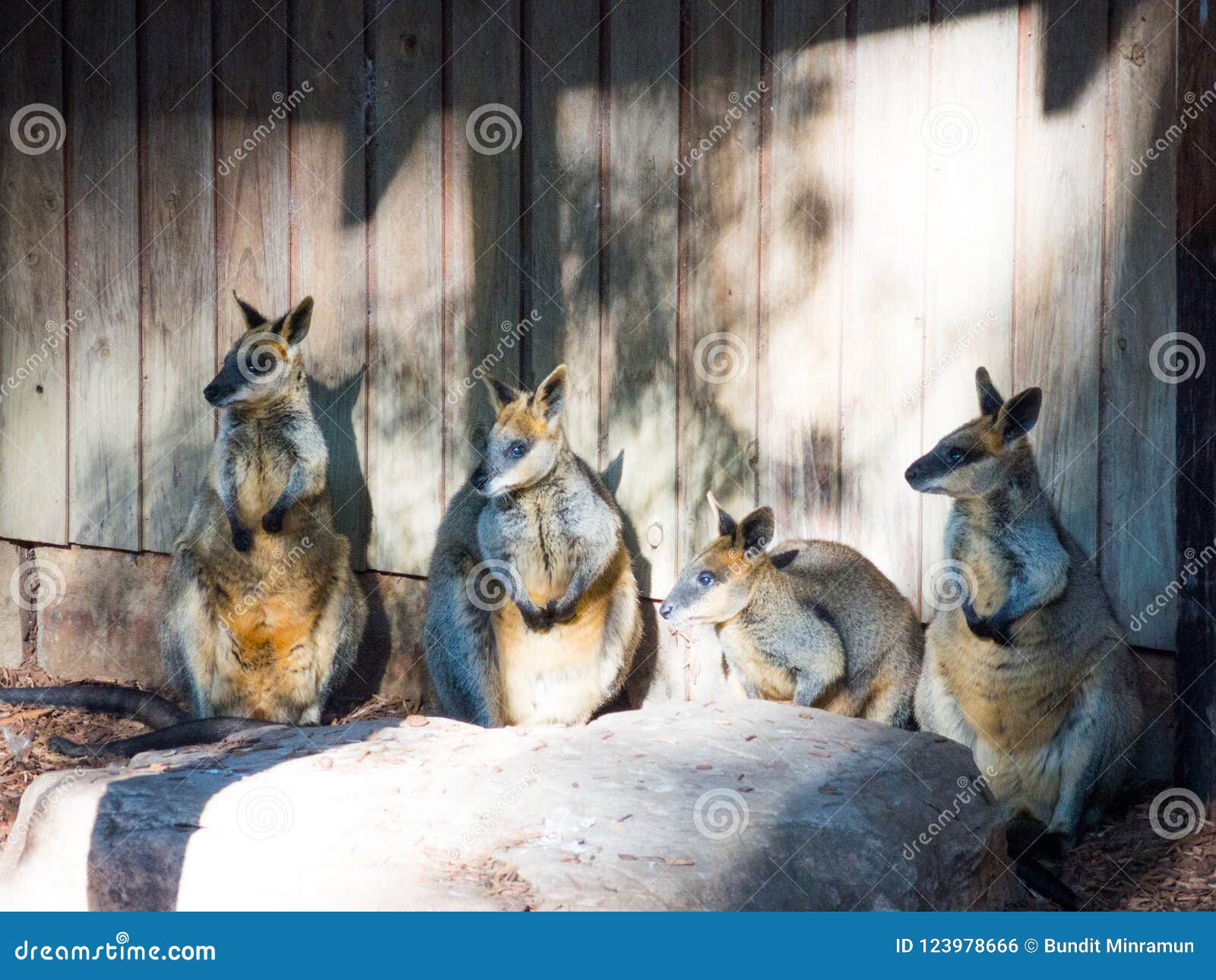 Four Cute Wallaby Standing Together in the Zoo. Stock Photo - Image of ...