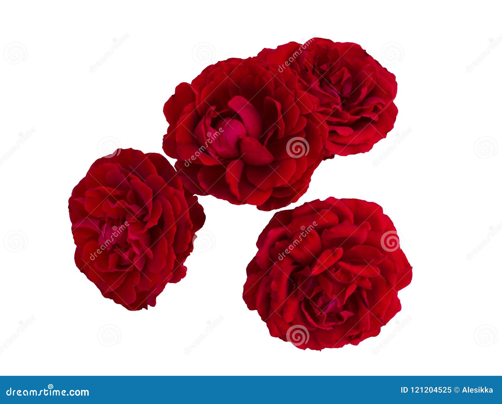 Four dark red roses stock image. Image of rose, macro - 121204525