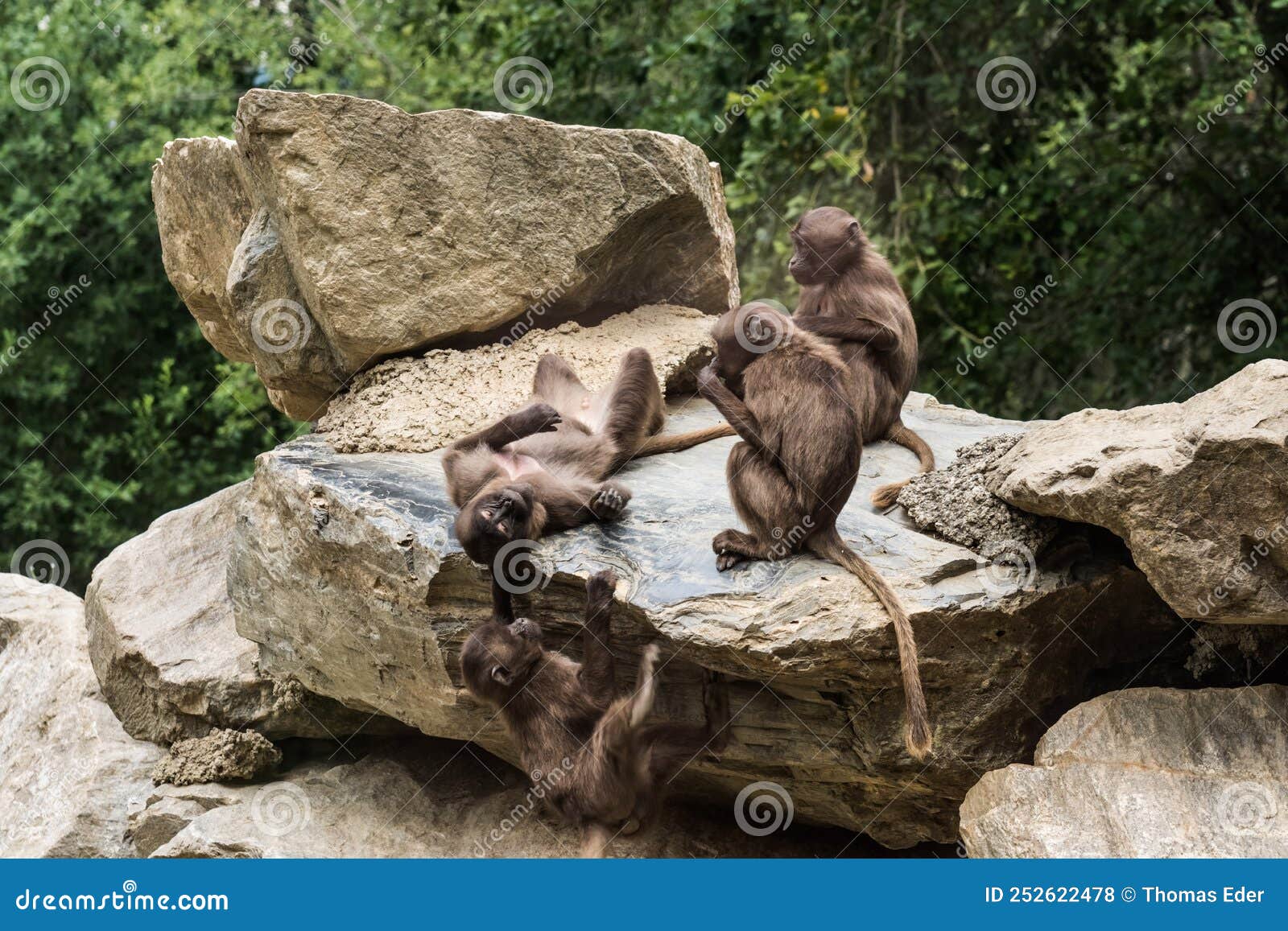 Four Dear Gelada Monkeys Having Fun on a Rock Stock Photo - Image of ...