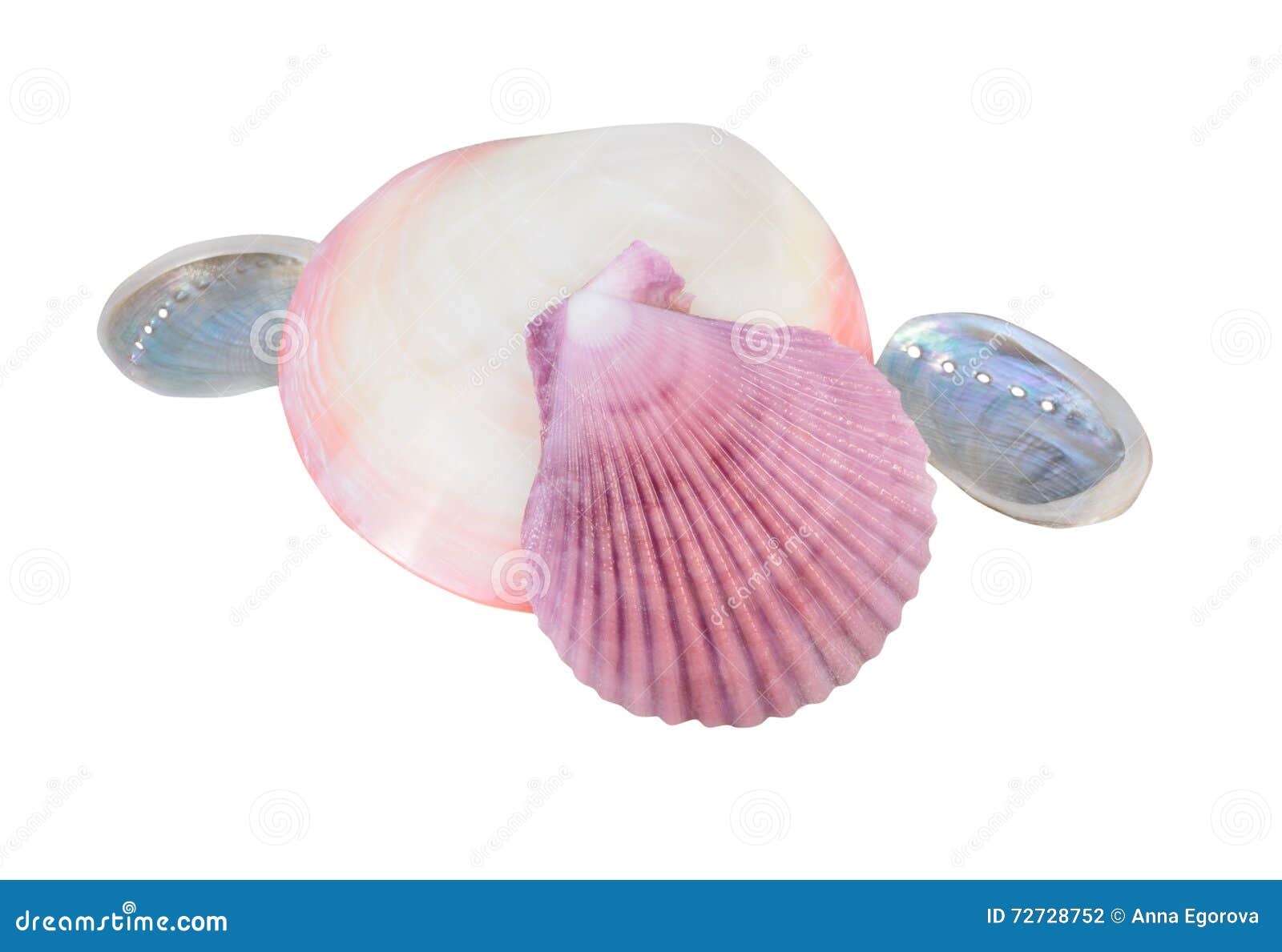 Four decorative shells stock photo. Image of smooth, seashell - 72728752
