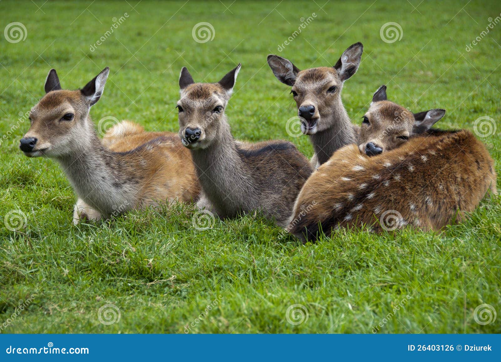 Four deer stock photo. Image of animals, animal, japanese - 26403126