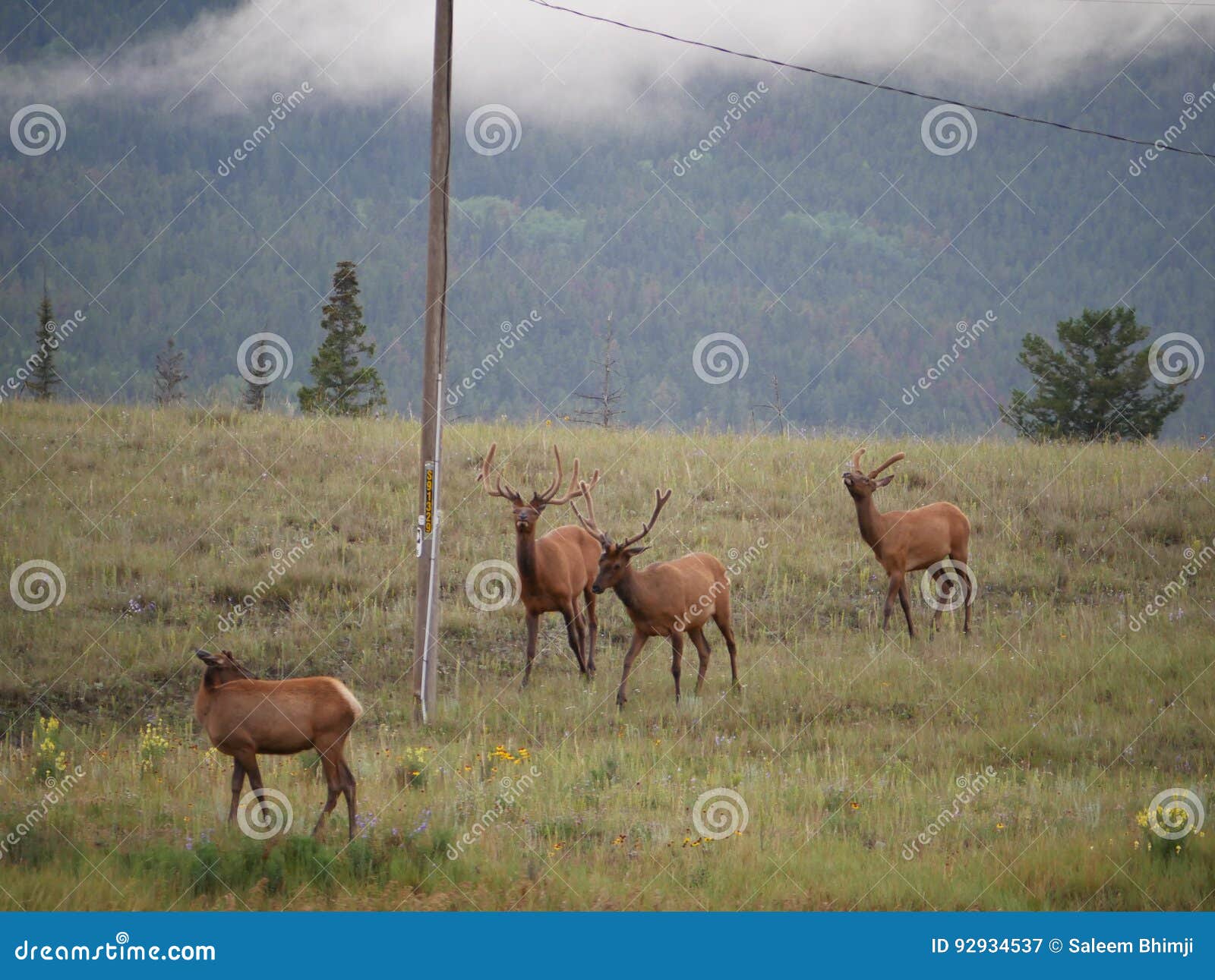 Four deer stock image. Image of grazing, dear, grass - 92934537