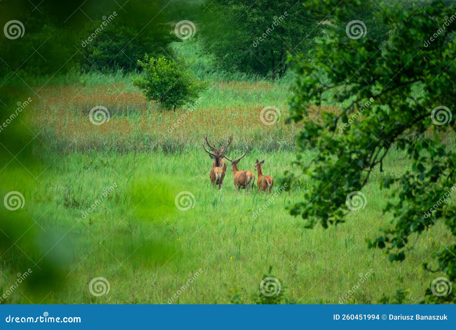 Four Deer Walking through Tall Grass on a Meadow Stock Photo - Image of ...