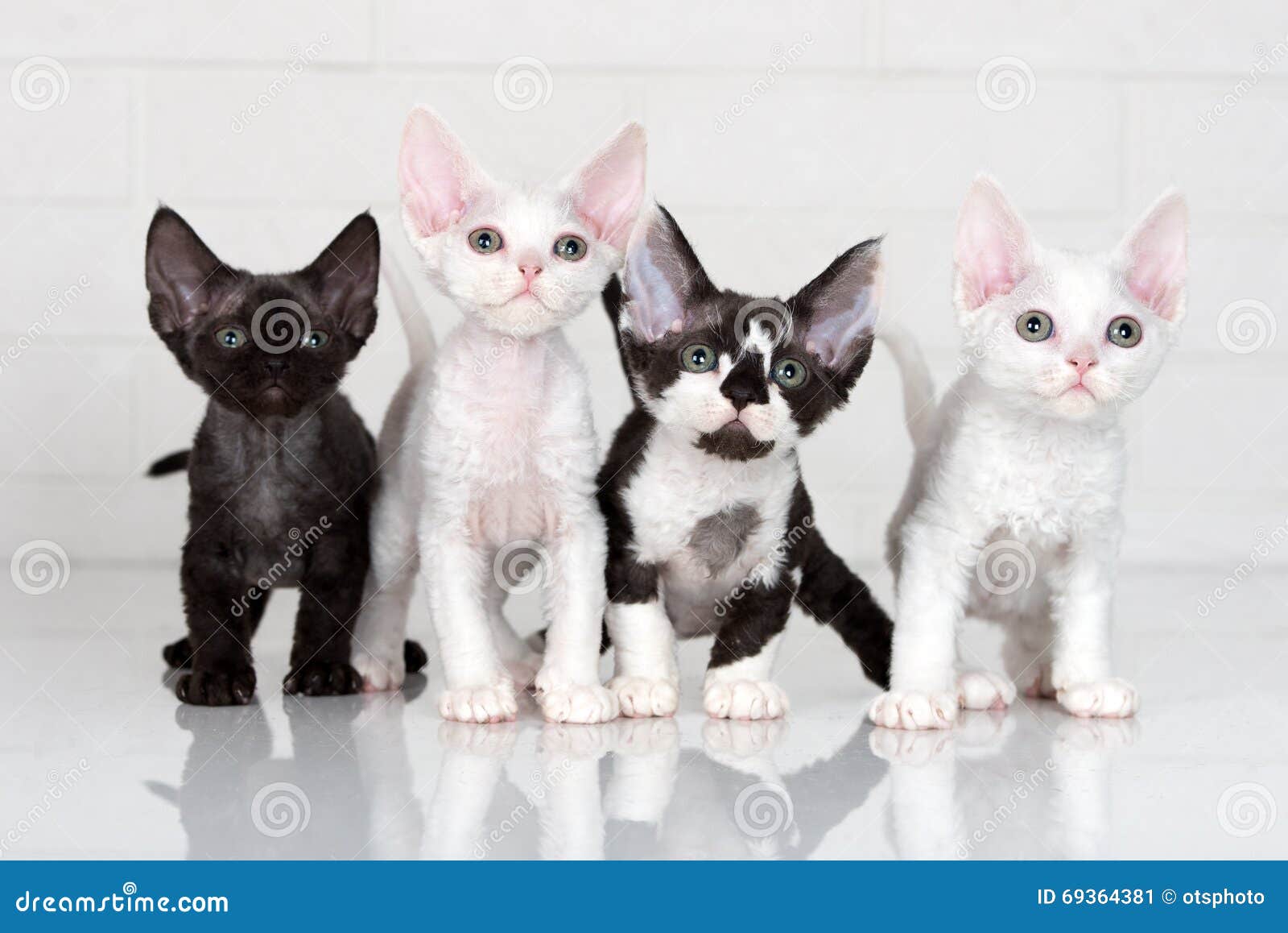 Four devon rex kittens stock image. Image of little, background - 69364381
