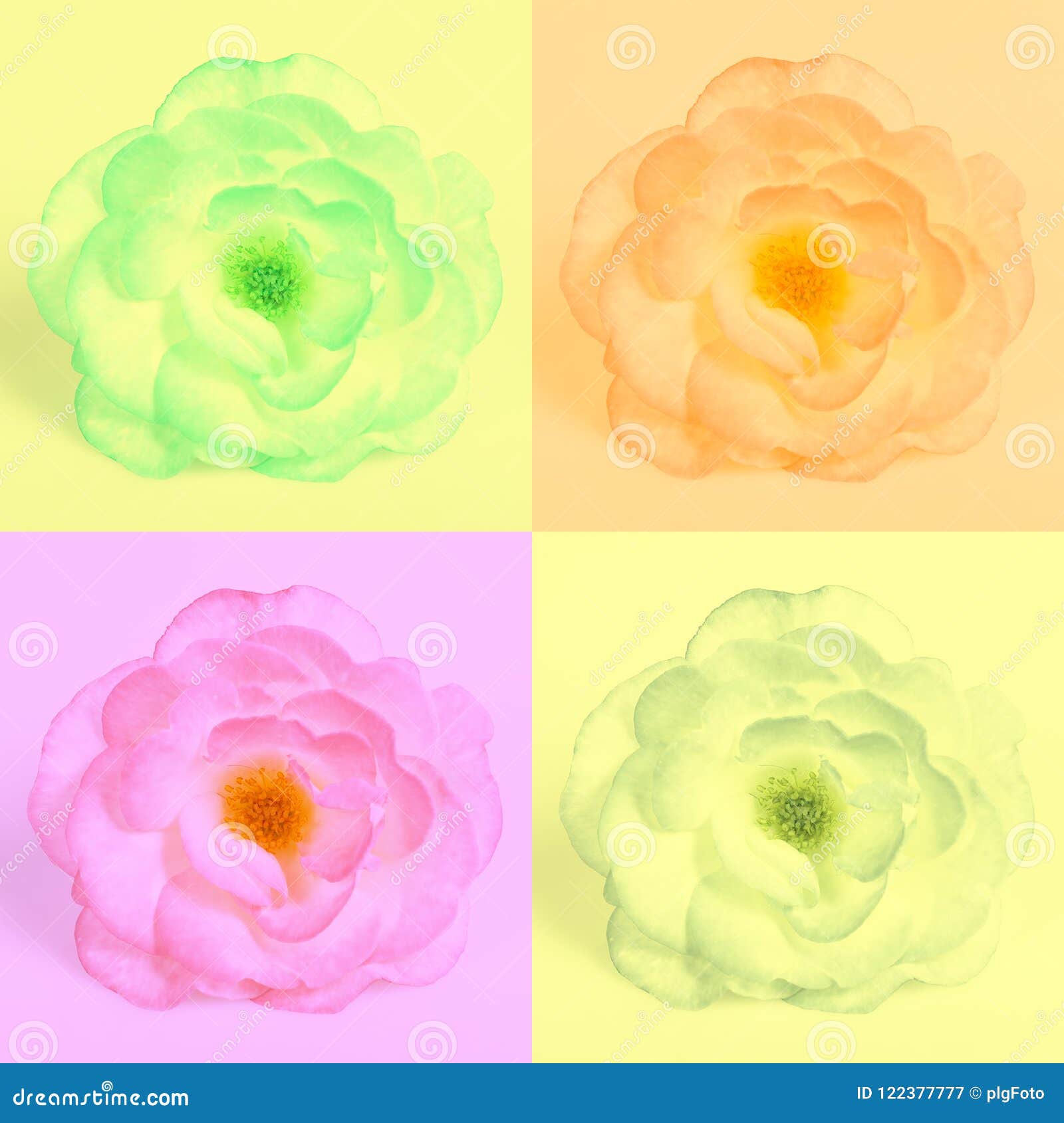 Four Different Color Versions of a Rose Stock Illustration ...
