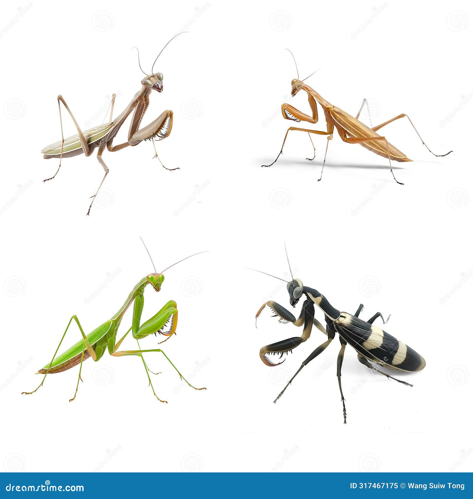 Various Praying Mantis Species on Transparent Png Background Stock ...