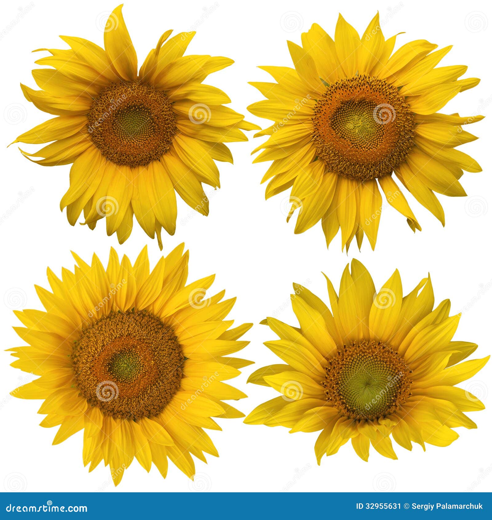 Four Different Sunflowers Isolated Against White Stock Image - Image of ...