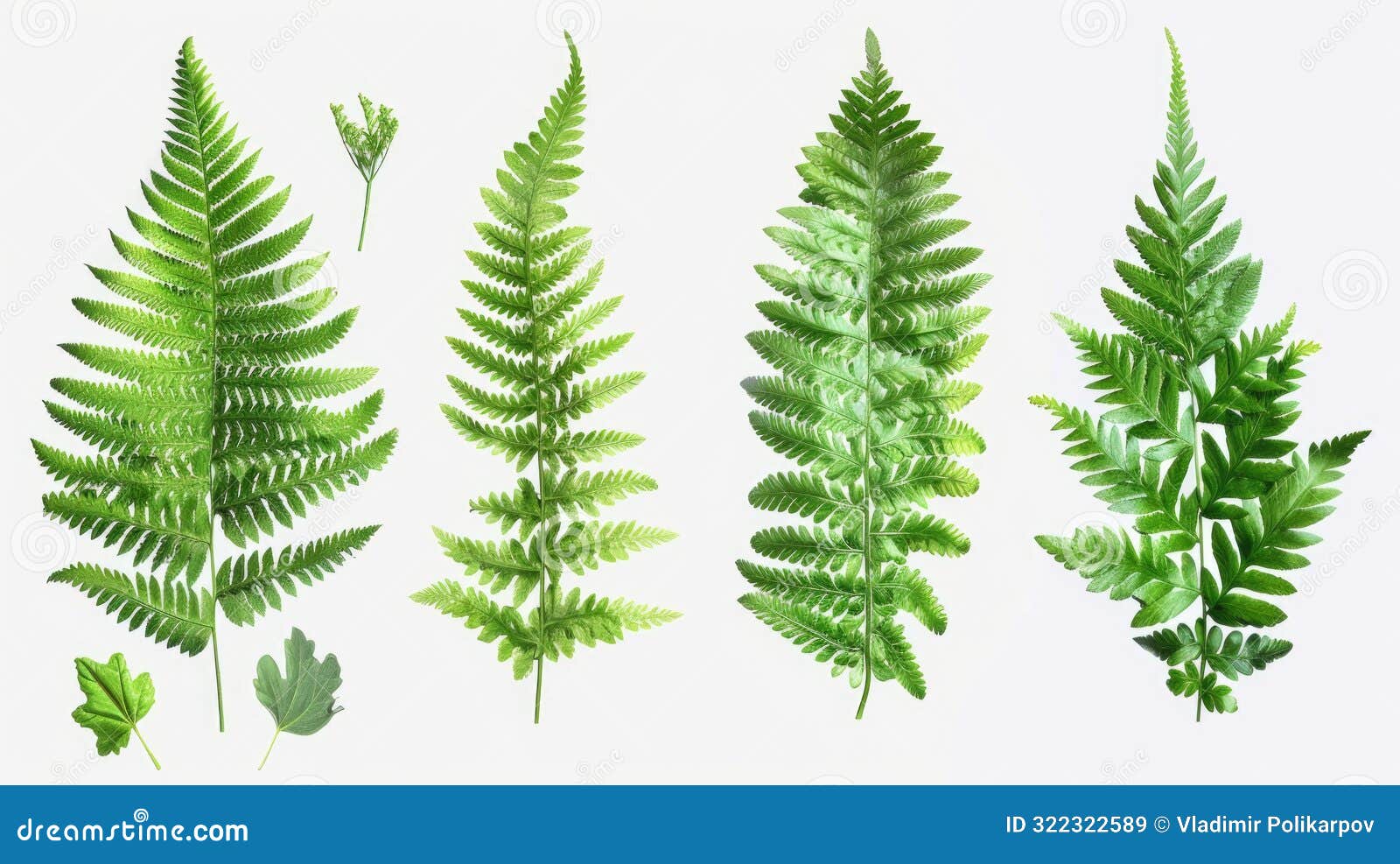 Four Different Types of Fern Leaves Displayed on a White Background ...