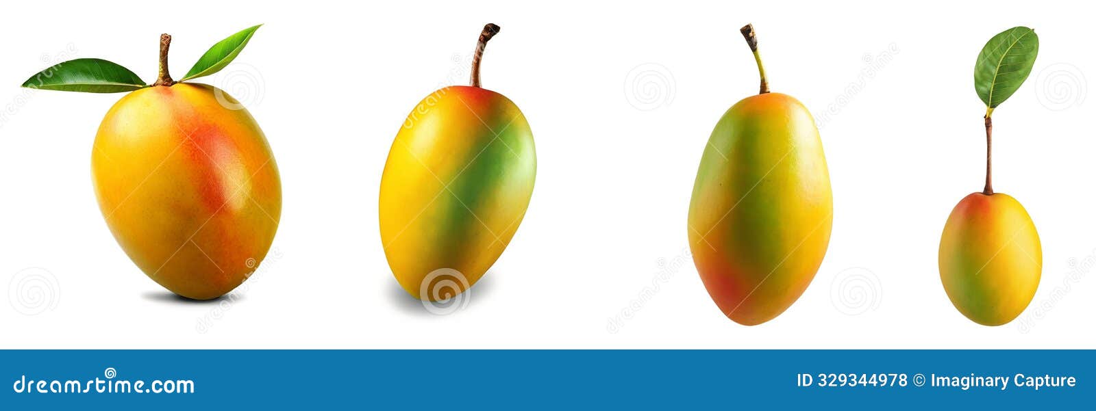 Four Different Types of Mangoes are Shown in a Row. Isolated on ...