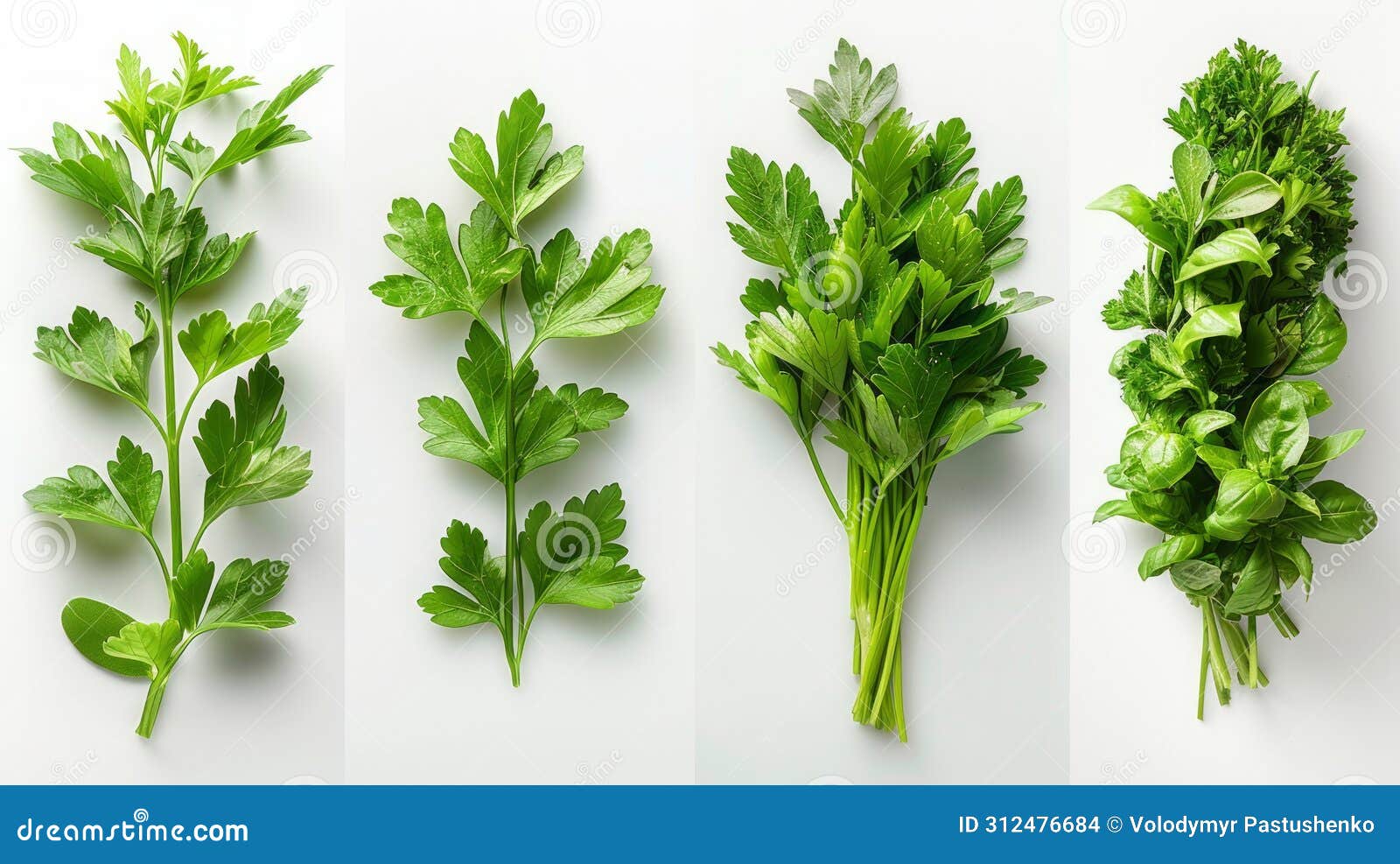 Four Different Types of Parsley on a White Surface Stock Photo - Image ...