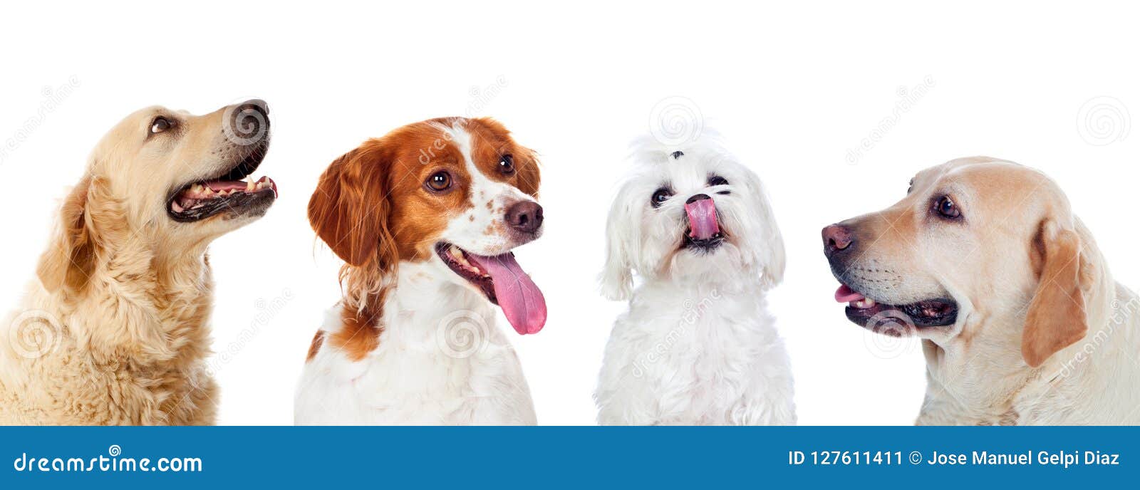 Four Differents Dogs Stock Image | CartoonDealer.com #128843647