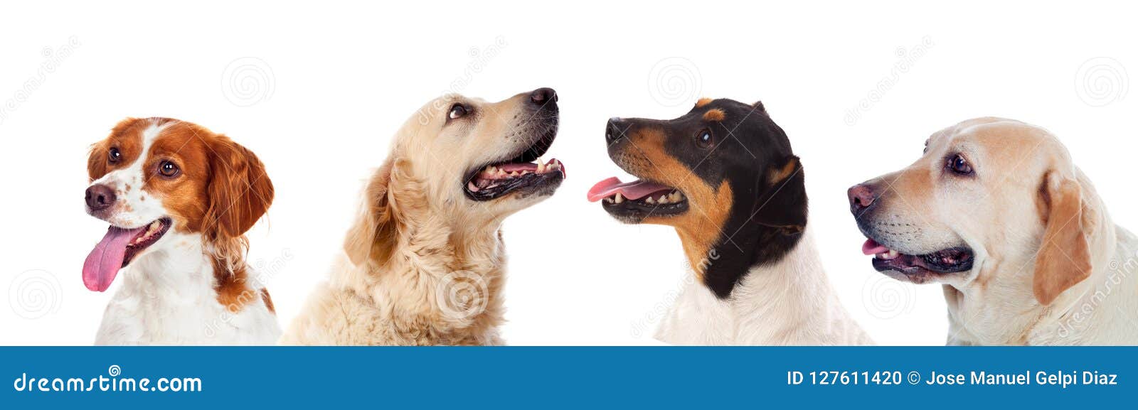 Four Differents Dogs Stock Image | CartoonDealer.com #128843647