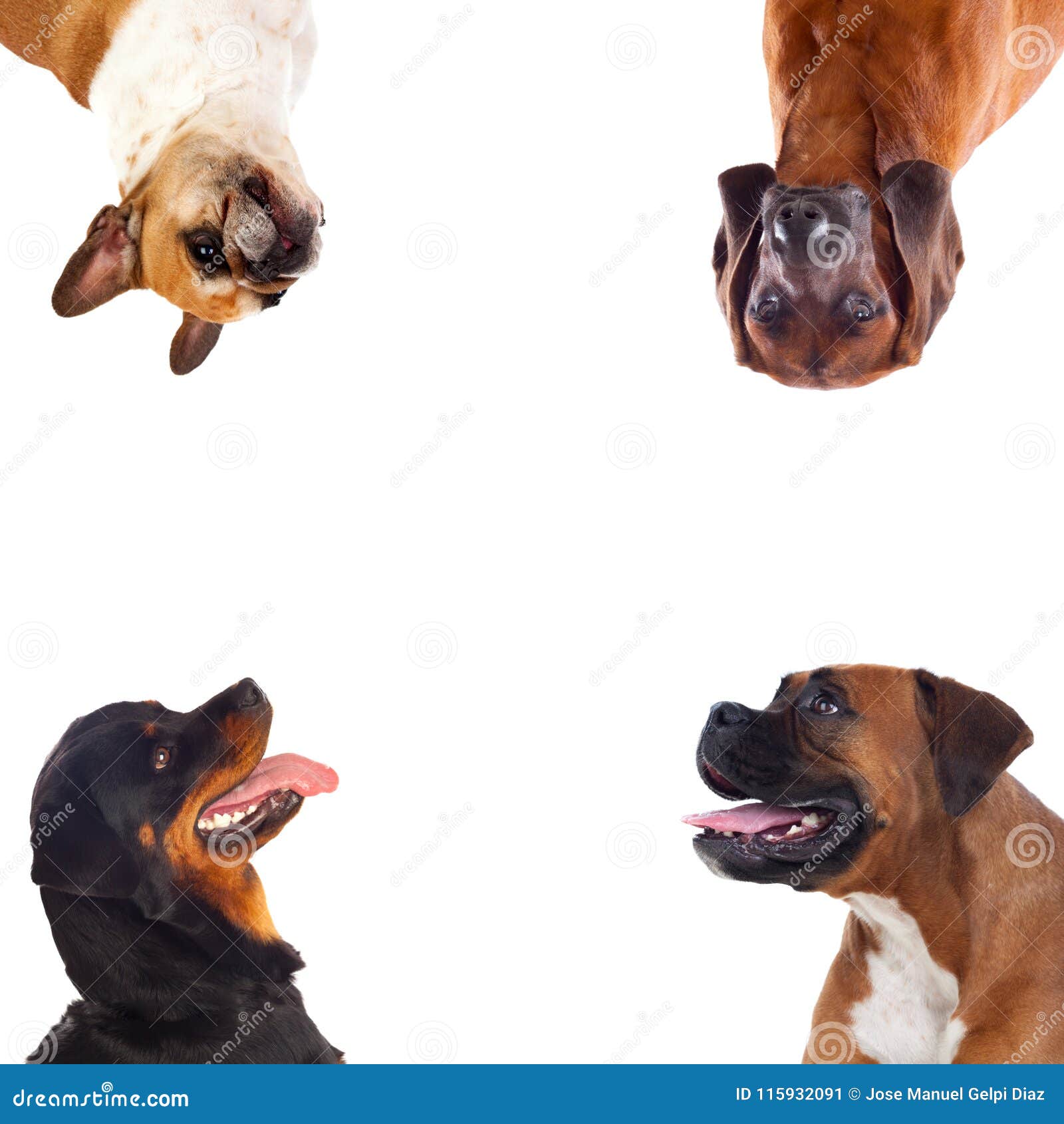 Four Differents Dogs Stock Image | CartoonDealer.com #128843647