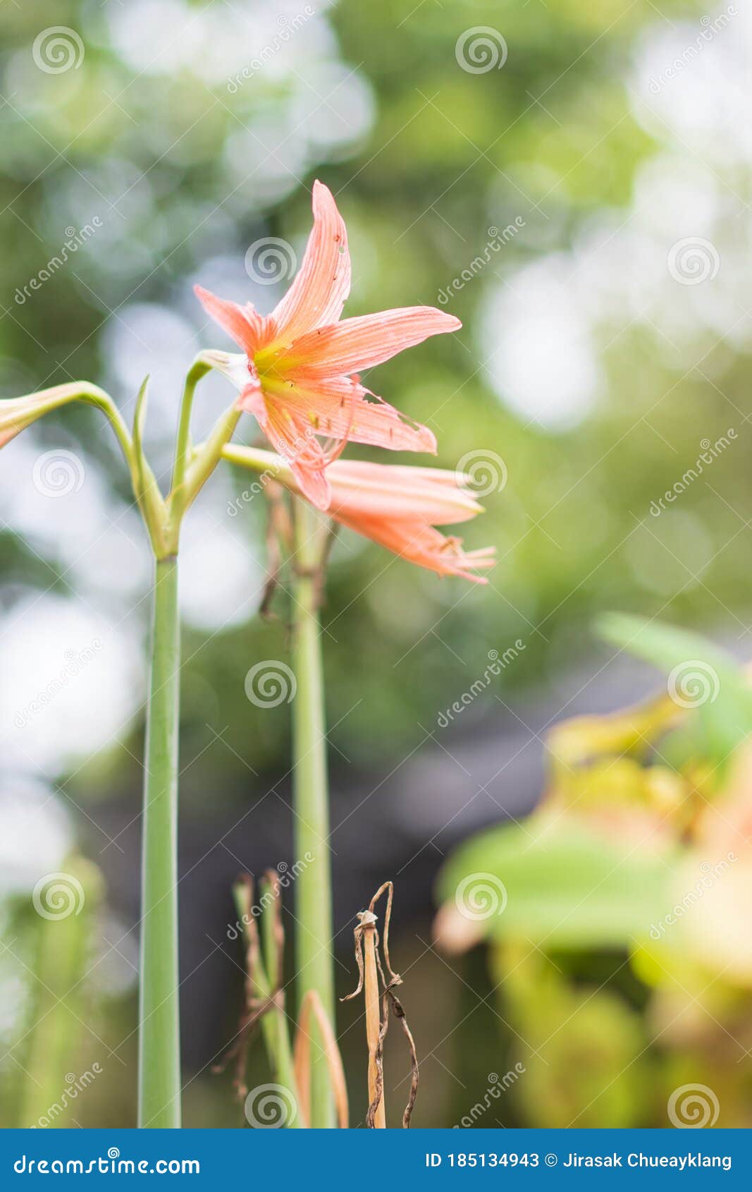 Four directions flower stock image. Image of fresh, bear - 185134943