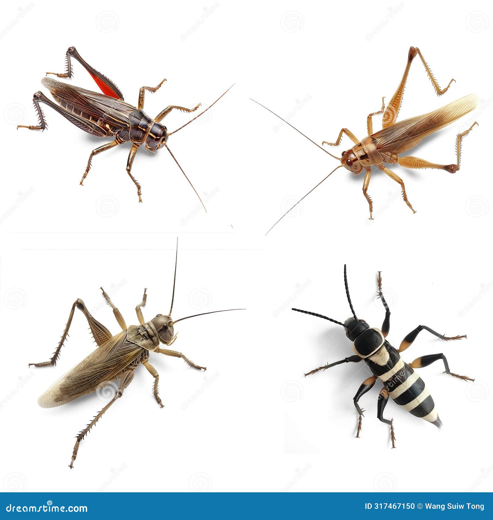 Four Different Types Of Crickets On Transparent Png Background Royalty ...
