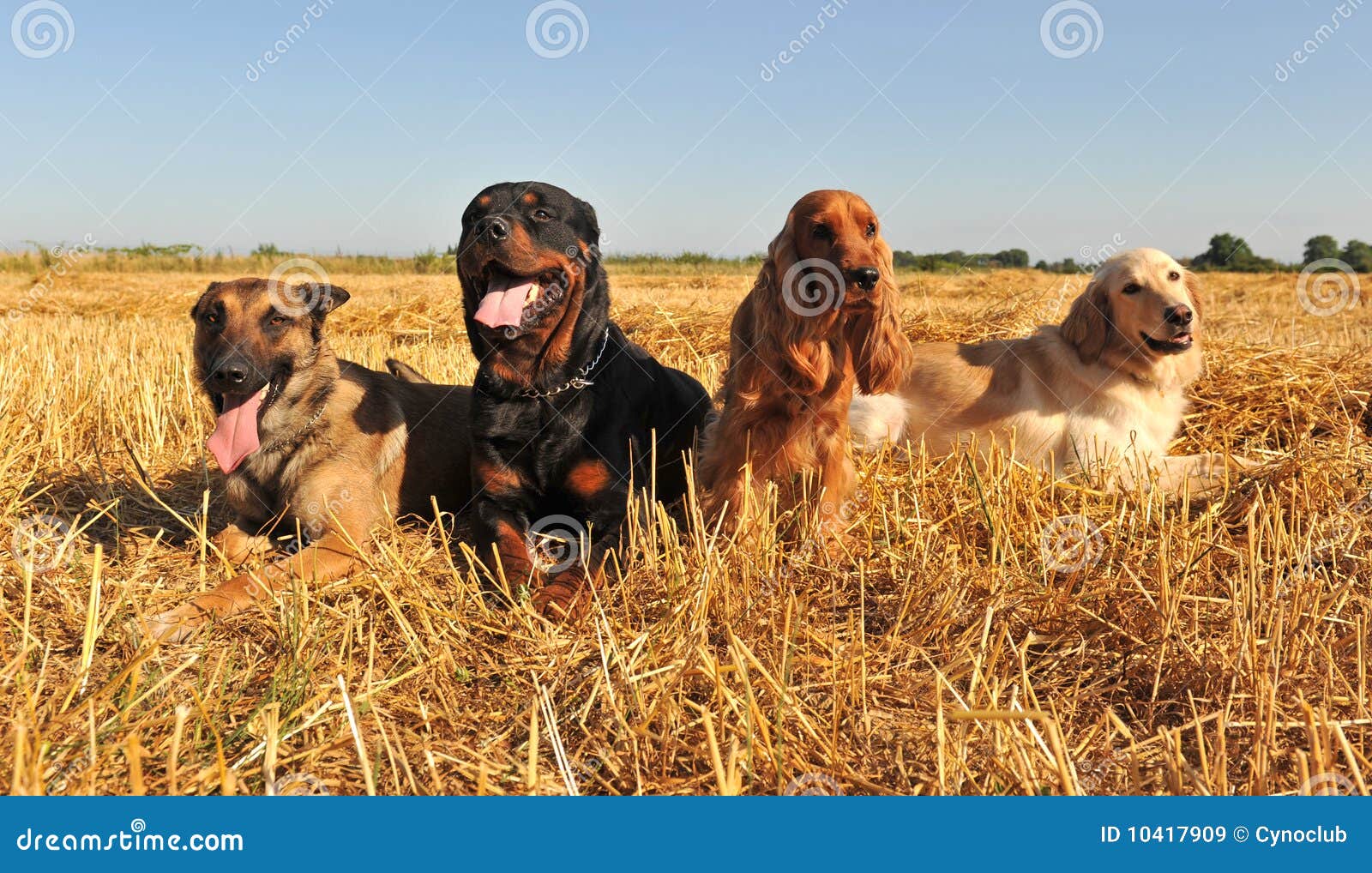 Four dogs stock image. Image of canine, four, beautiful - 10417909