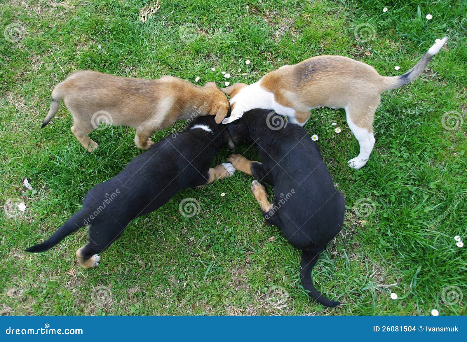 Four dogs stock photo. Image of adorable, mammal, field - 26081504