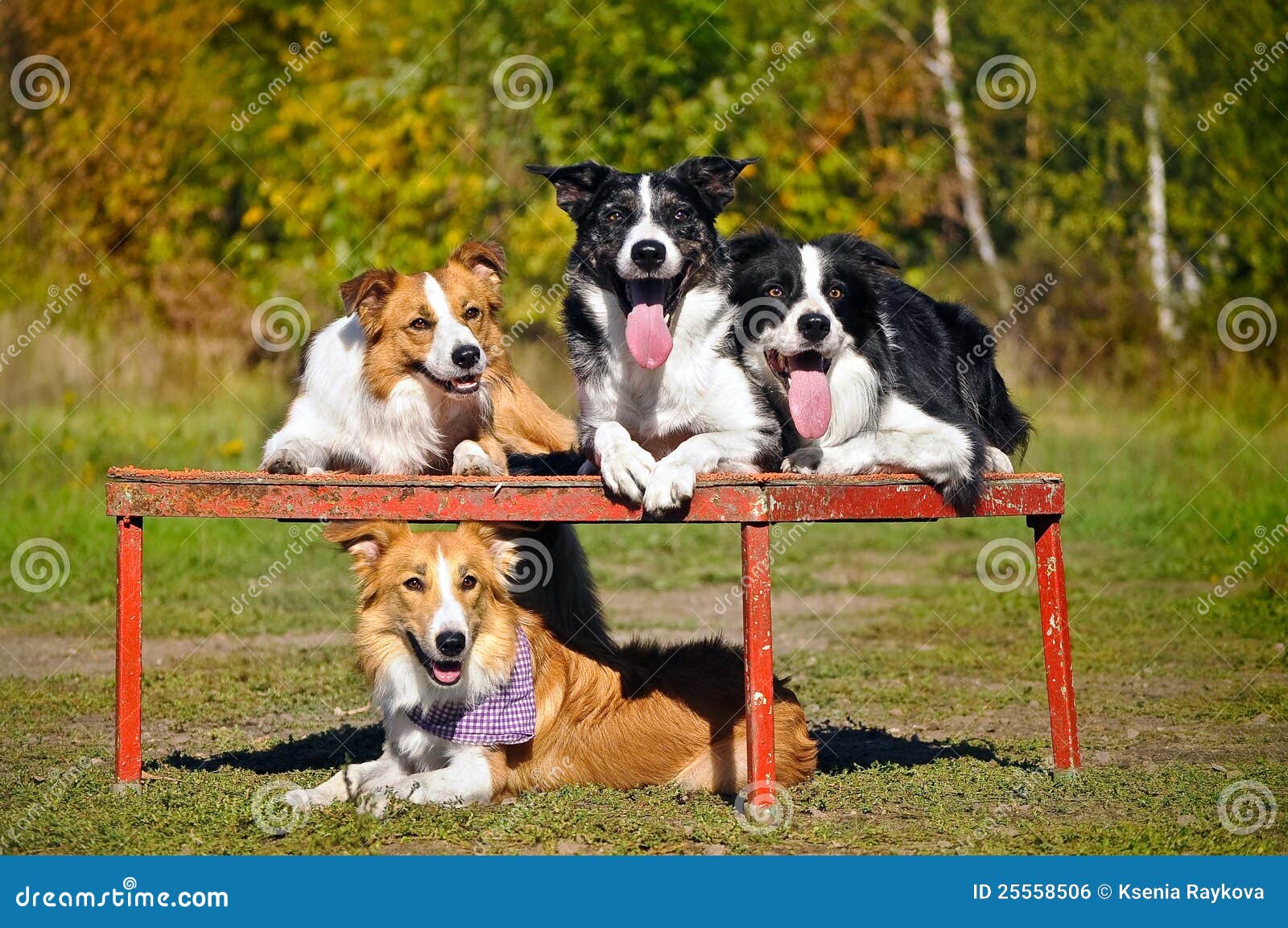 Four Dogs Border Collie Portrait Stock Photo - Image of mammal ...