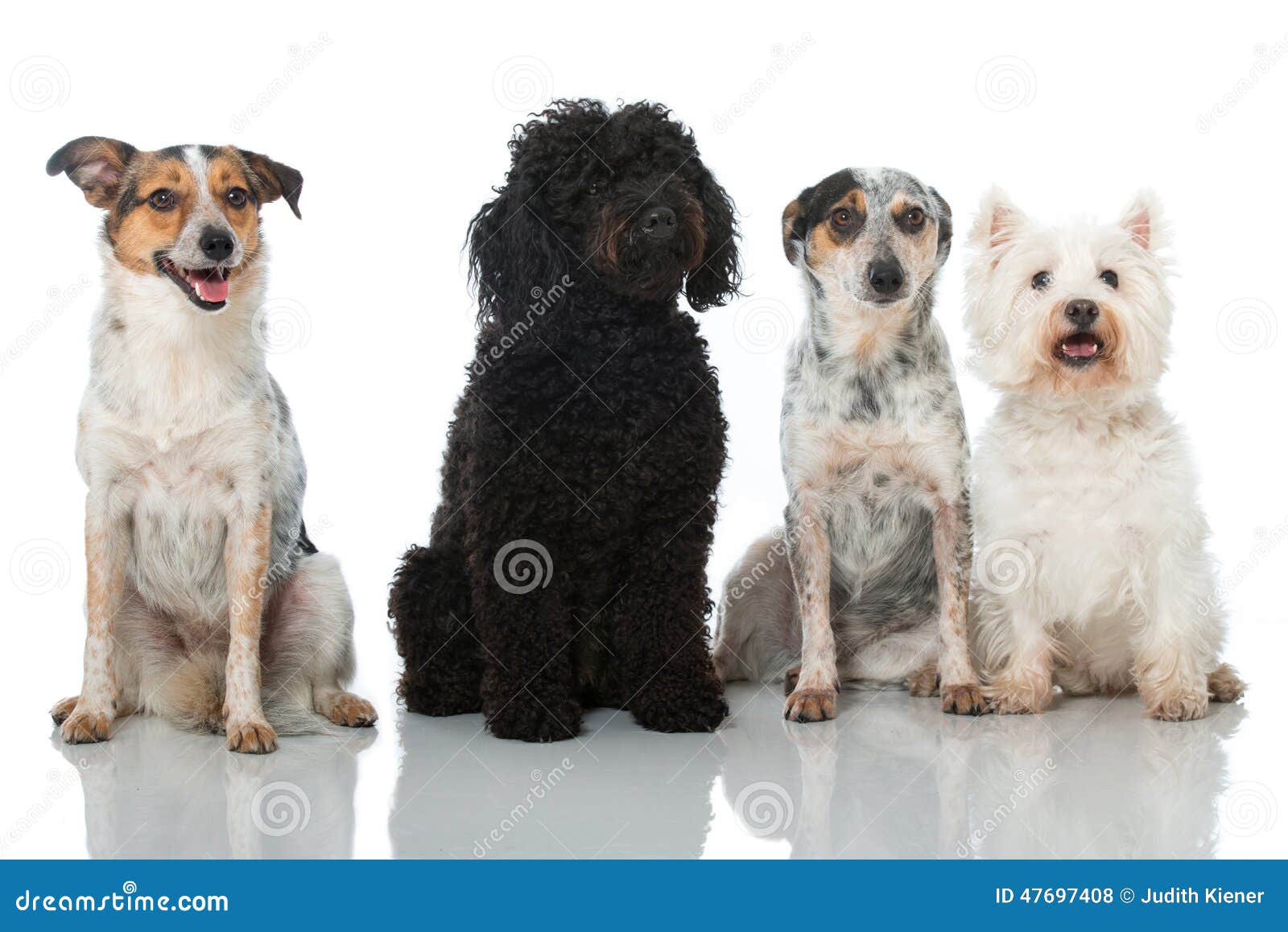 Four dogs stock photo. Image of side, animals, breed - 47697408