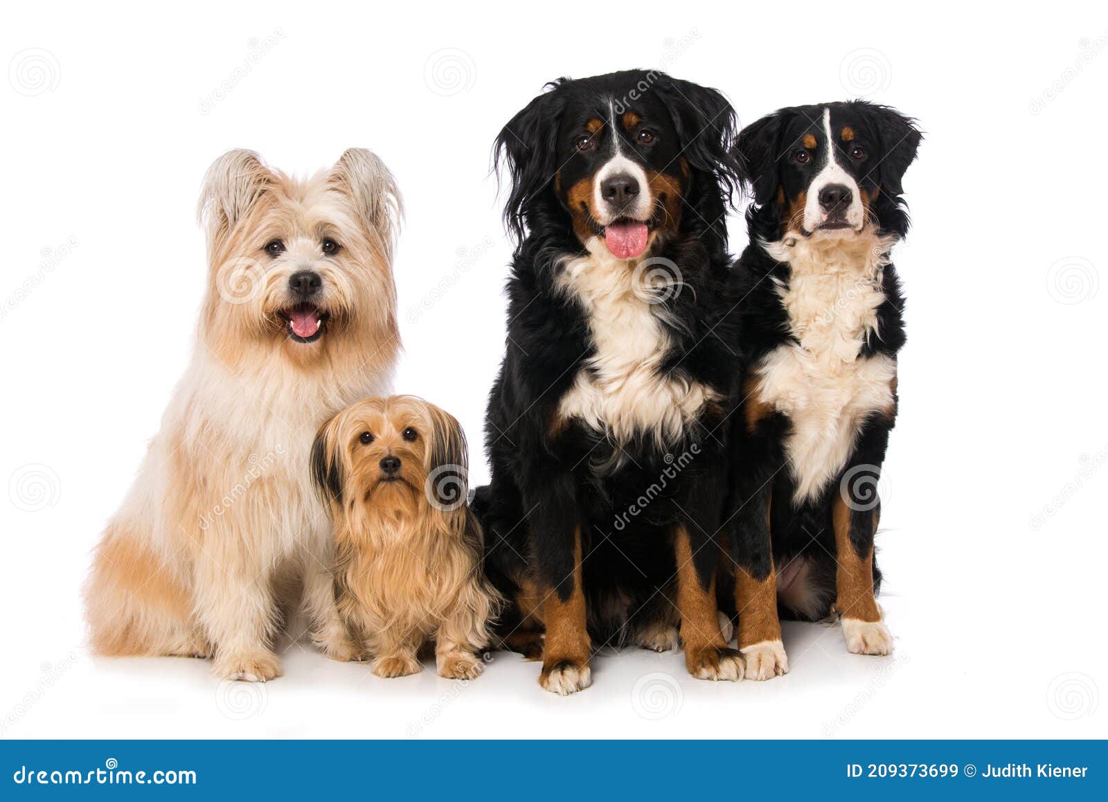Four Dogs Isolated on White Background Stock Image - Image of camera ...