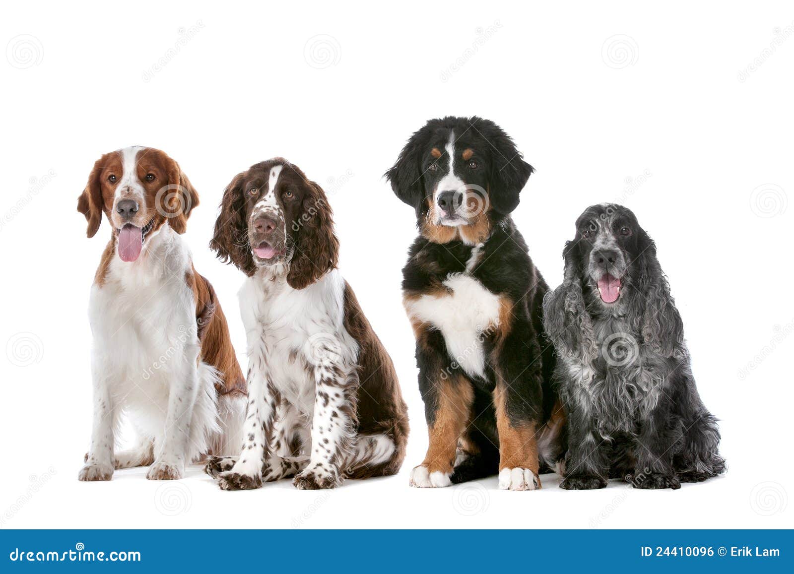 Four dogs in a row stock photo. Image of white, dogs - 24410096