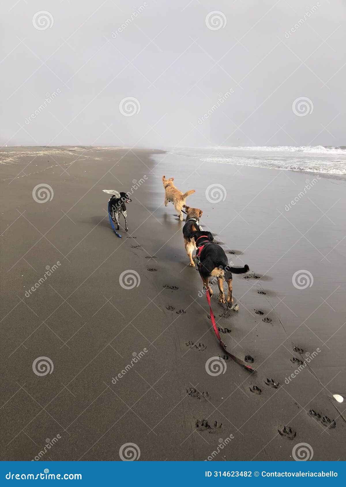 Four Dogs Running on the Beach Stock Photo - Image of running, domestic ...