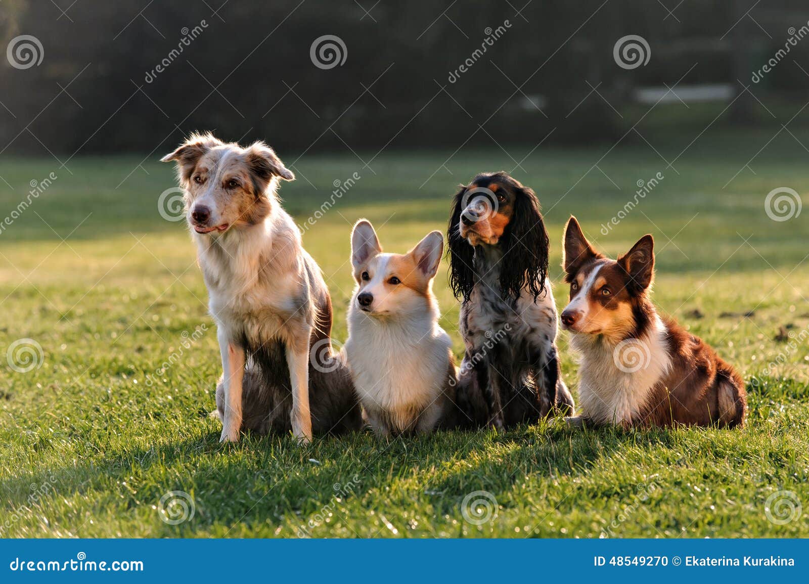 Four Dogs Sitting in the Park Stock Photo - Image of family, friendship ...