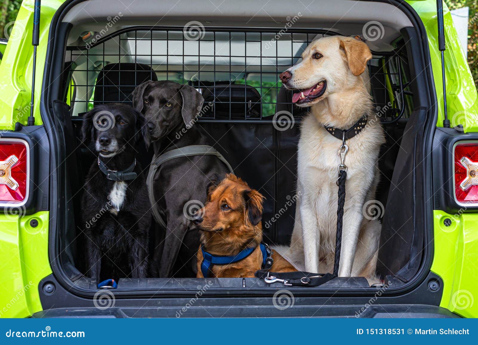 Four dogs in the trunk stock image. Image of walk, dogs - 151318531