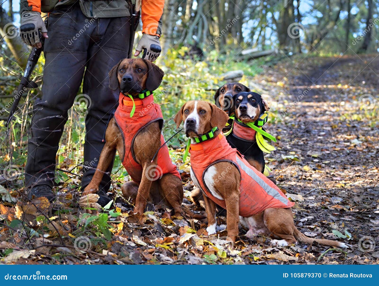 Four Dogs Waiting for a Command Stock Photo - Image of impatiently ...