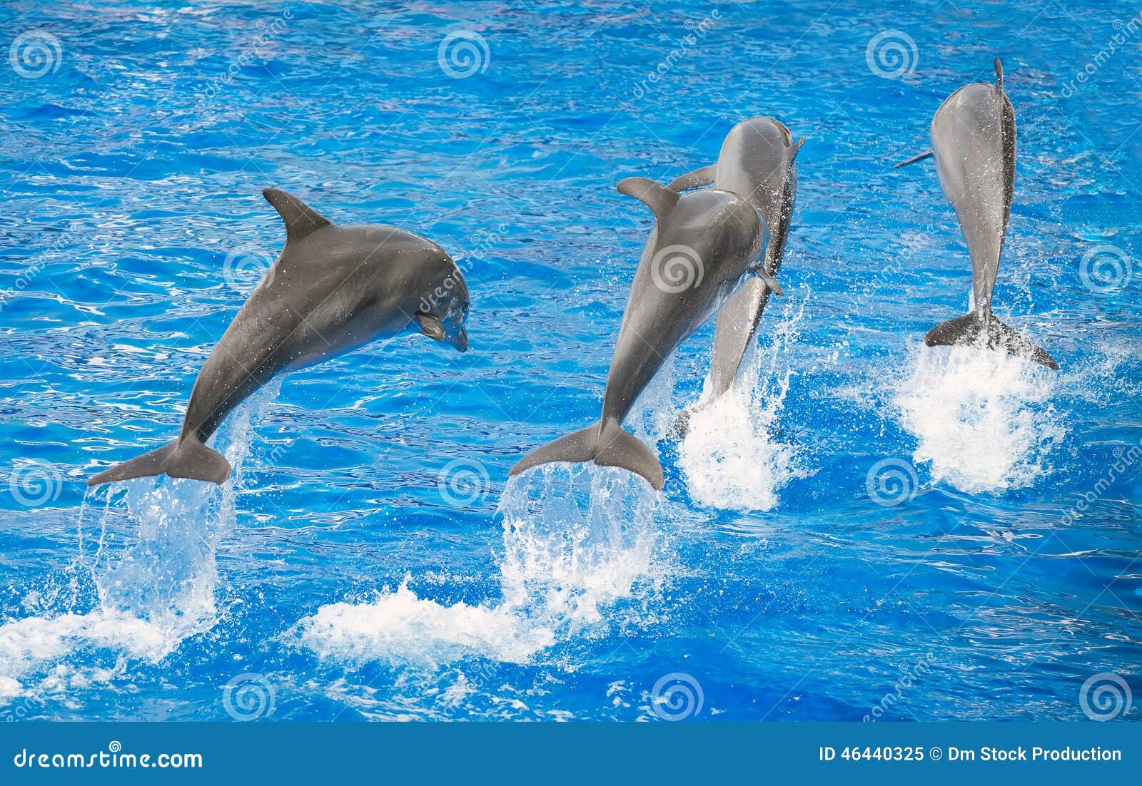 Four dolphins. stock image. Image of four, coast, dolphin - 46440325