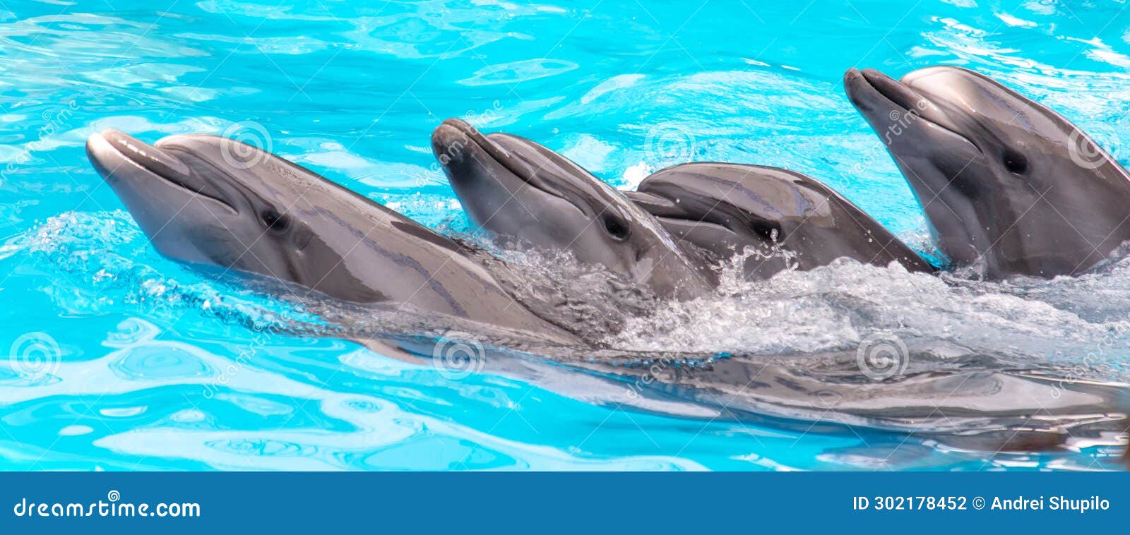 Four Dolphins Swim in the Pool Stock Photo - Image of playful, atlantic ...