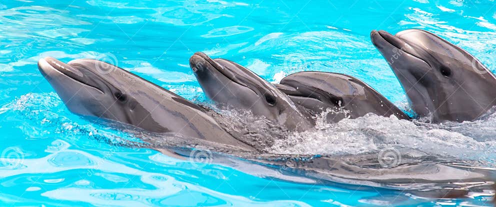 Four Dolphins Swim in the Pool Stock Photo - Image of playful, atlantic ...