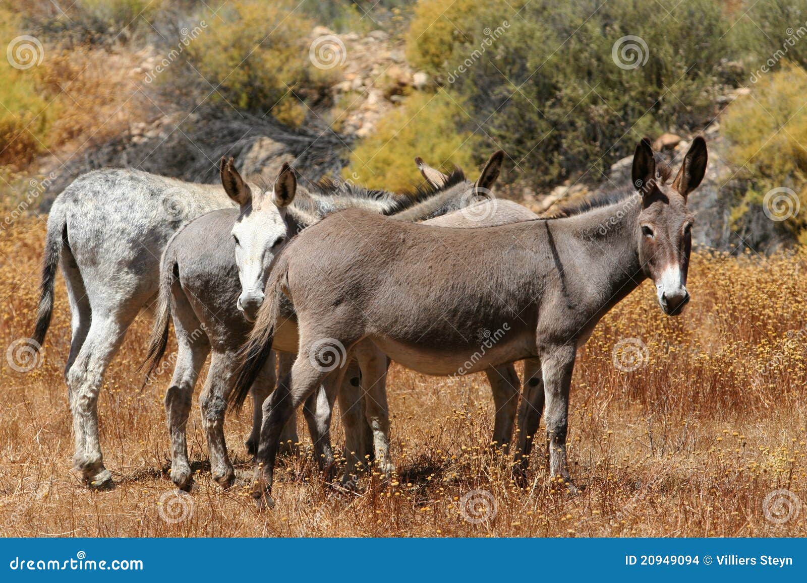 Four donkeys stock photo. Image of side, weather, cederberg - 20949094