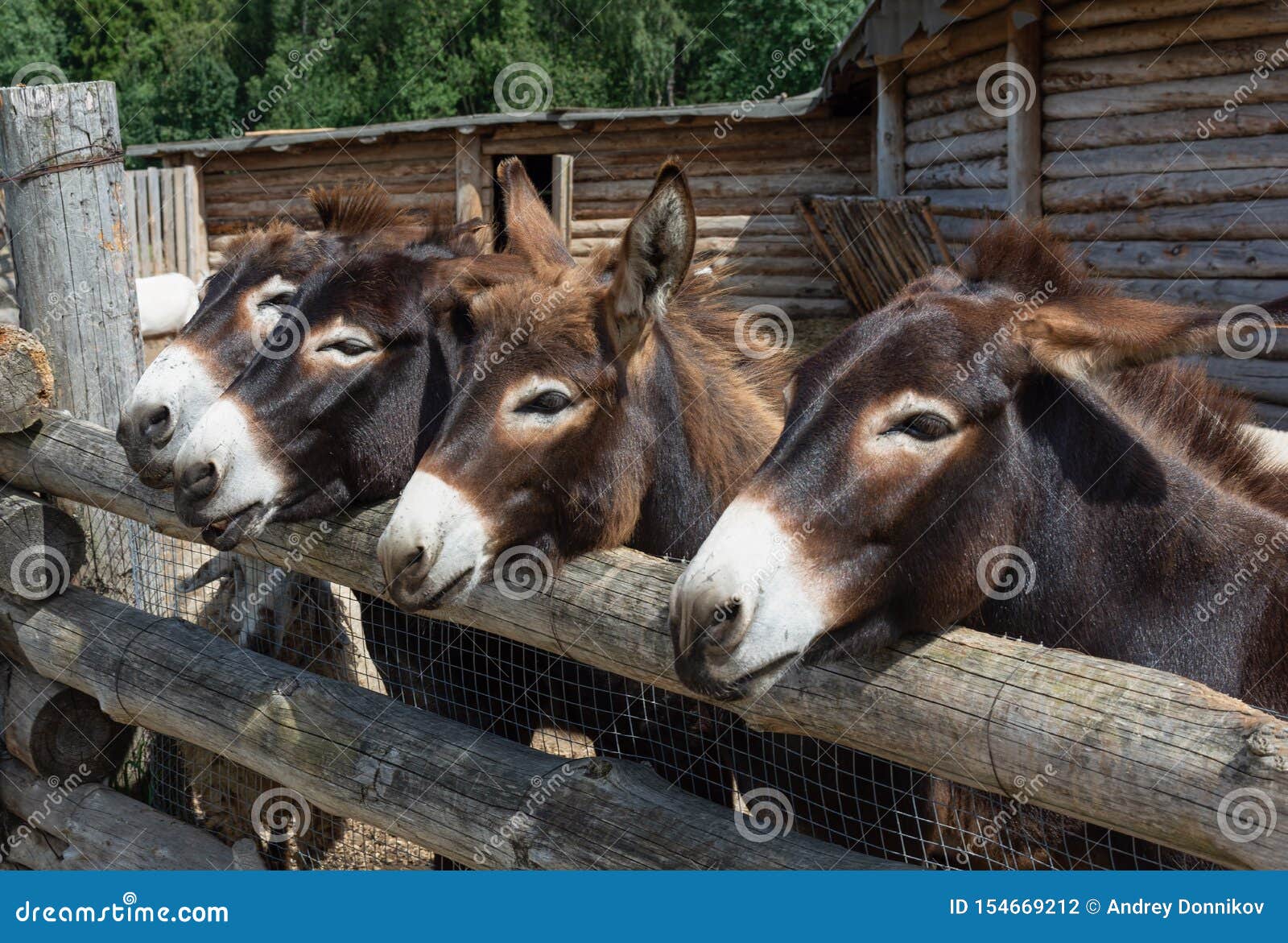Four Donkeys Behind a Wooden Fence. Muzzles of Donkeys Close-up. Stock ... Four Donkeys Behind a Wooden Fence. Muzzles of Donkeys Close-up. Stock ...